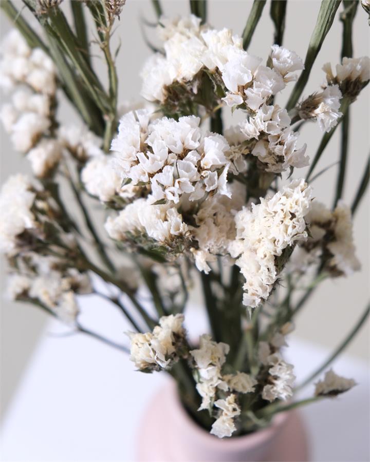 Dried Statice Fresh Cut Flowers - Mamjo Gifts